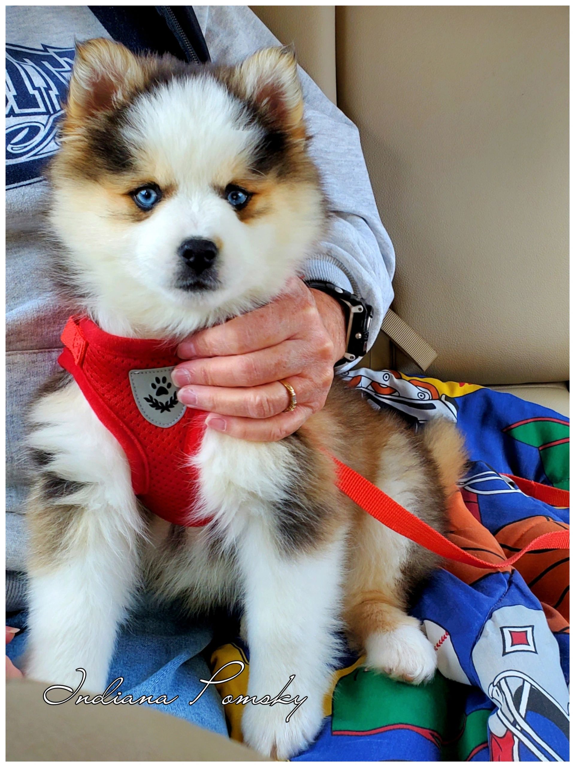 pomskyindiana.com - Pomsky, Pomsky, Puppy, Breeder