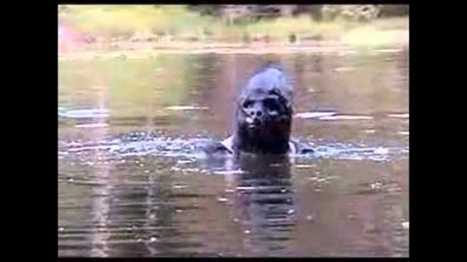 Can Bigfoot Swim? Fisherman's Encounter