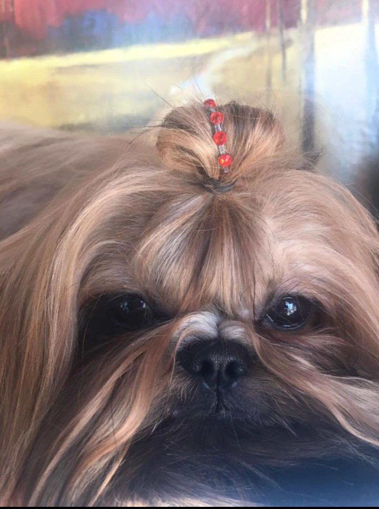 Majesty's Shih Tzus - Shih Tzu, Puppies for Sale, Shih Tzu, Breeder