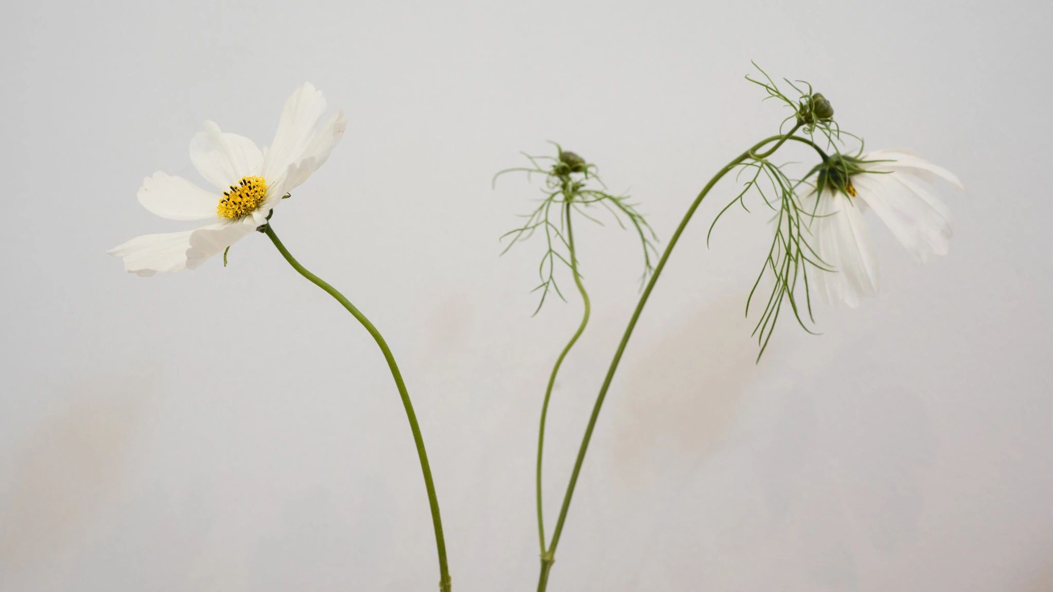 Seasonal Flowers | STEM Florist - Floral Design Services