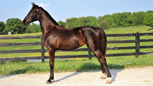 Gaited Horse