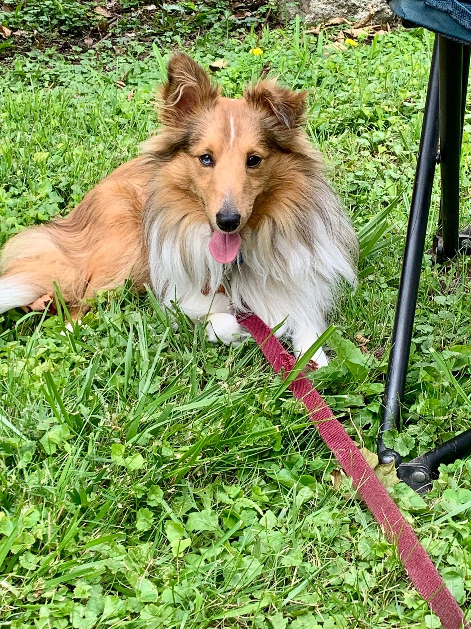 McCleary Shelties - Sheltie Puppies, Breeder, Puppies for Sale