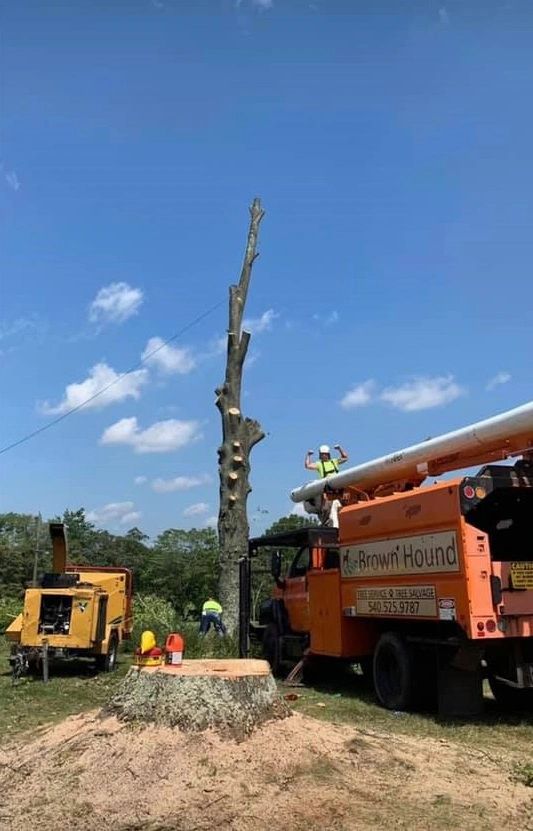 Tree Stump Removal Made Simple - Reclaiming Your Space