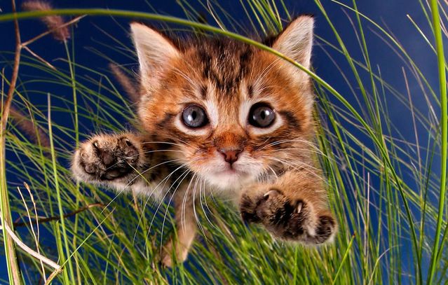 Maui Cats | Save Maui Cats!