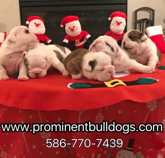 Prominent Bulldogs