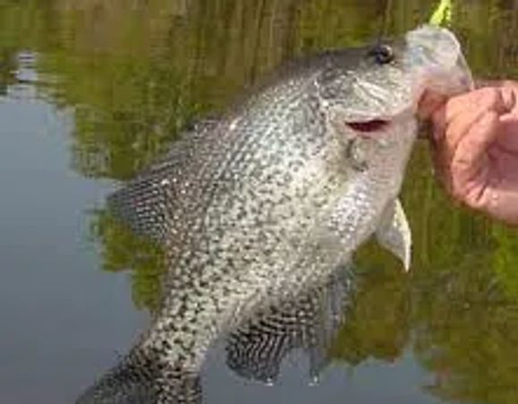 Fishing Guide - Sharpshooter Fishing Guides