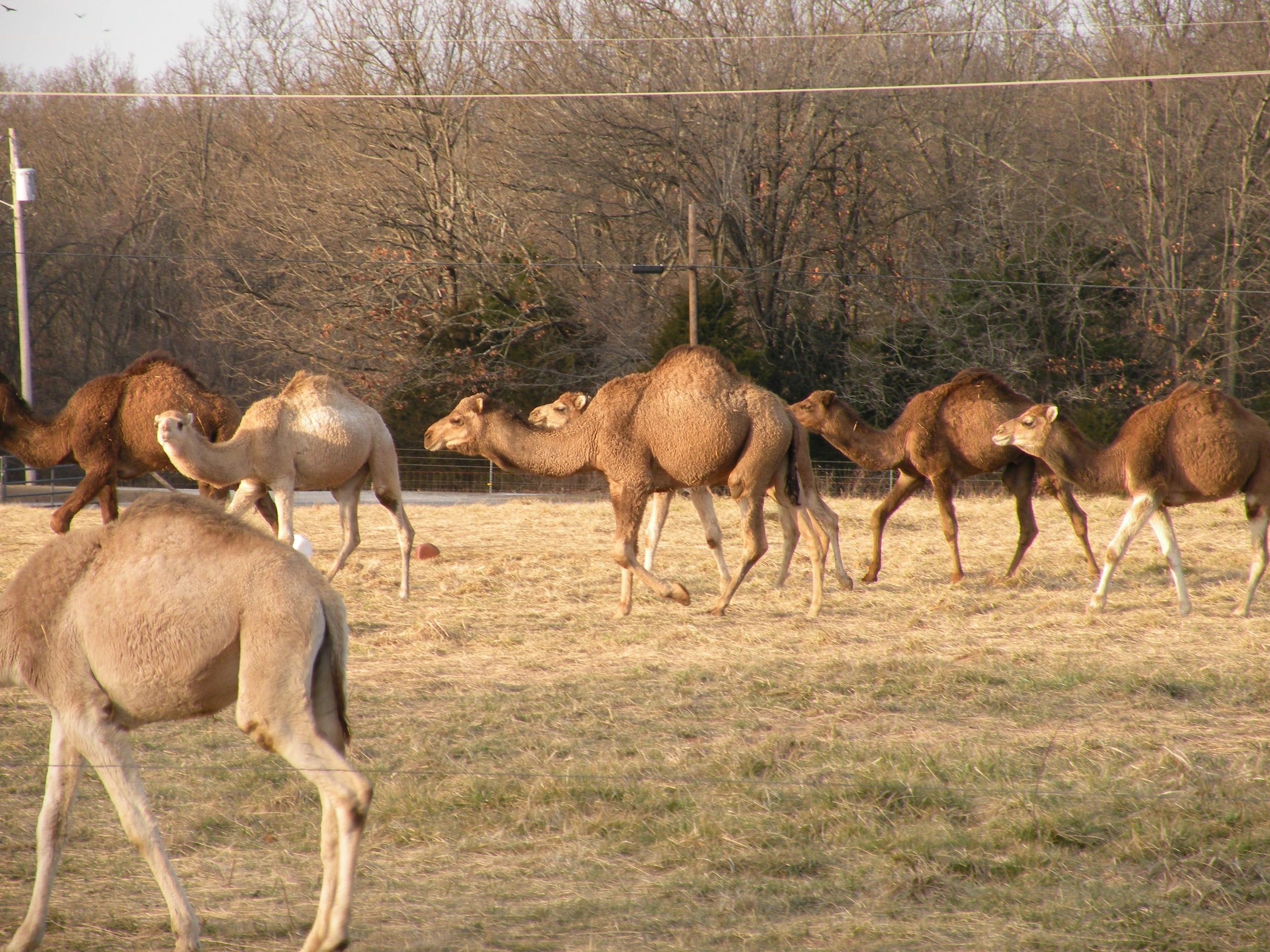 R P Ranch - Camels, Camels for Sale