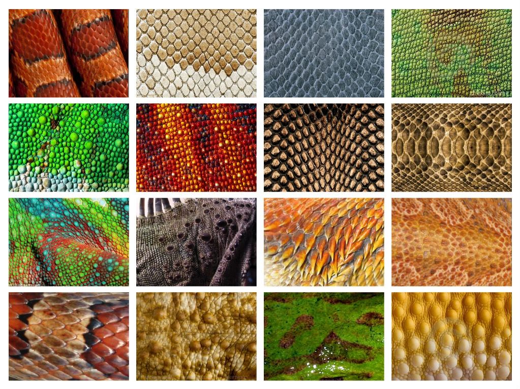 Webbs Reptile Centre - Online Reptile Shop, Reptile Store, Web Store