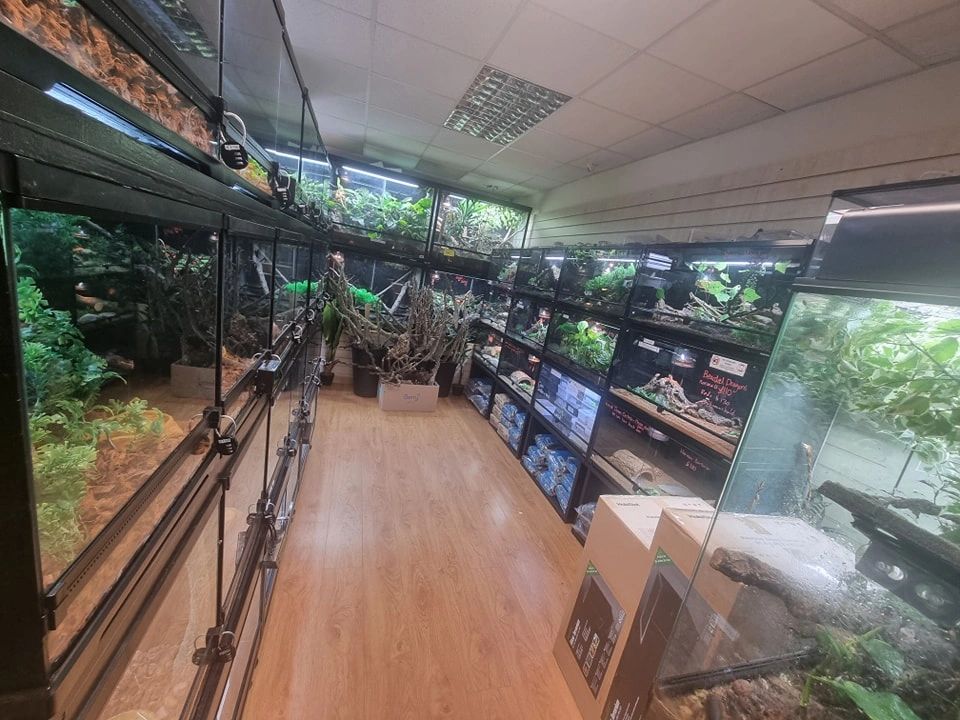 Webbs Reptile Shop