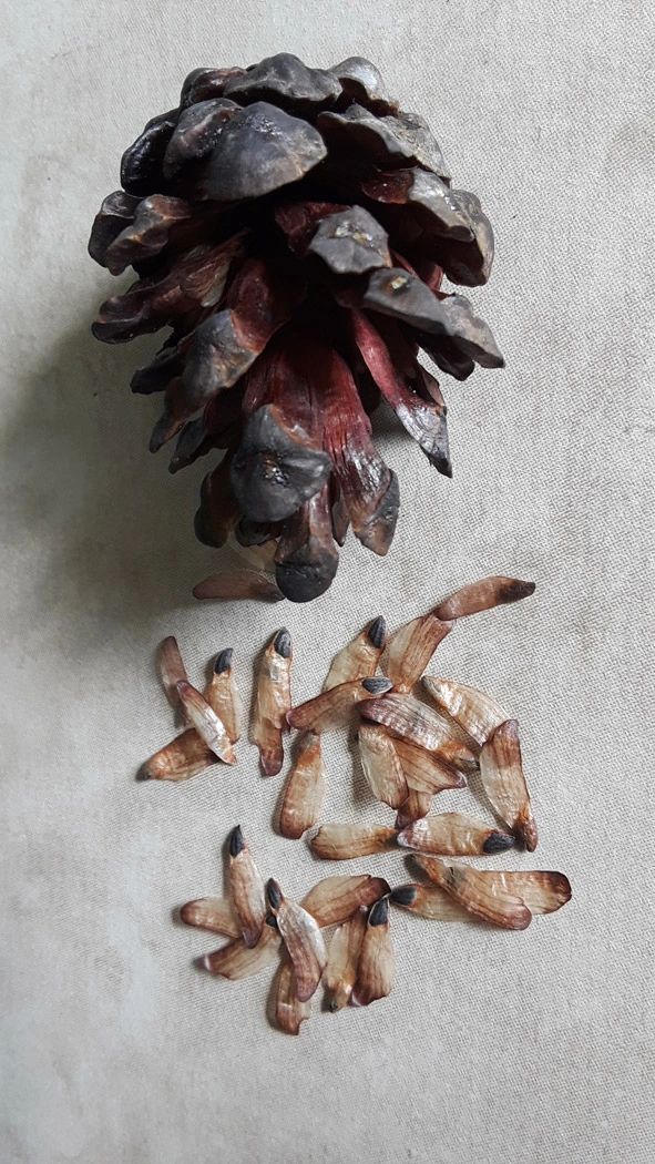 Pine Cone Seeds