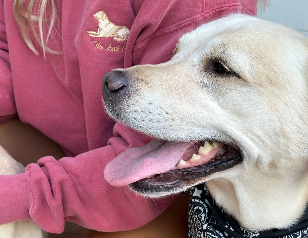 The Labrador Company