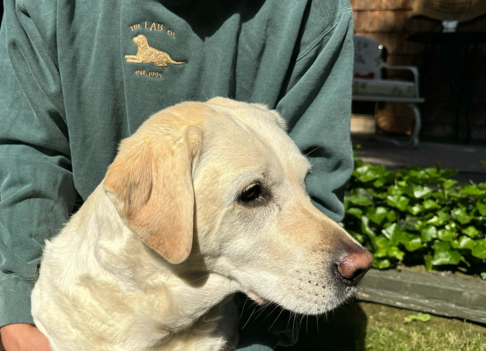 The Labrador Company