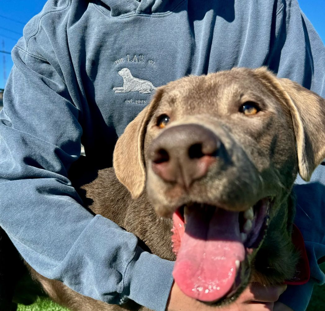 The Labrador Company