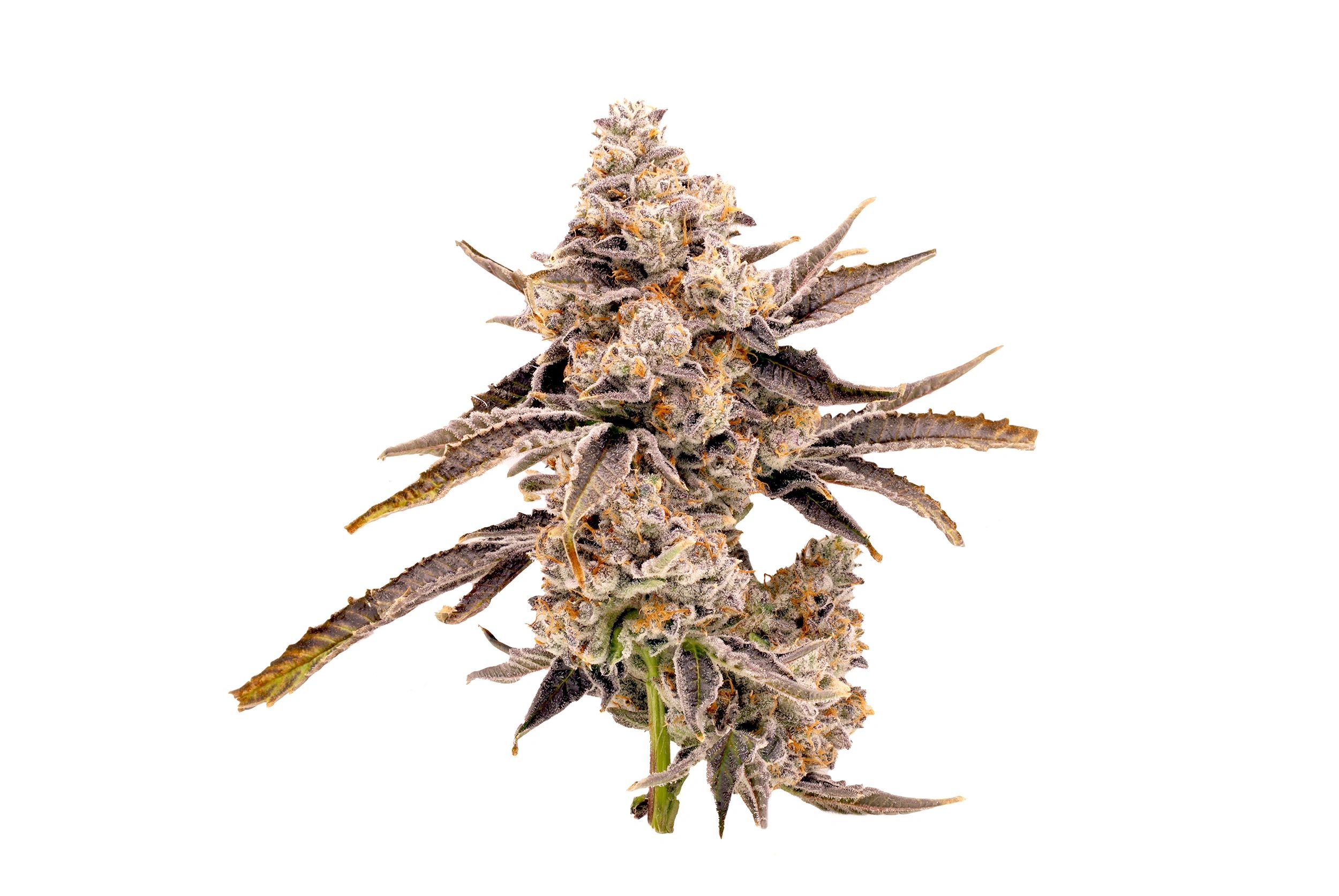 ORDER ONLINE | Captains Cannabis