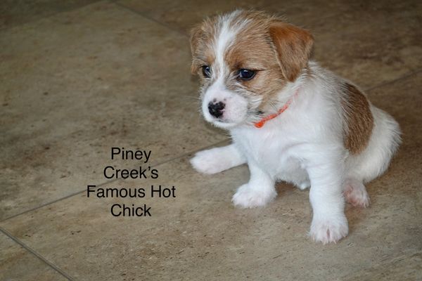 Available Puppies | Piney Creek Shorty Jacks for Sale