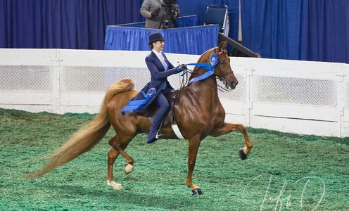 Cape Cod Equestrian Center - Riding Lessons, Training