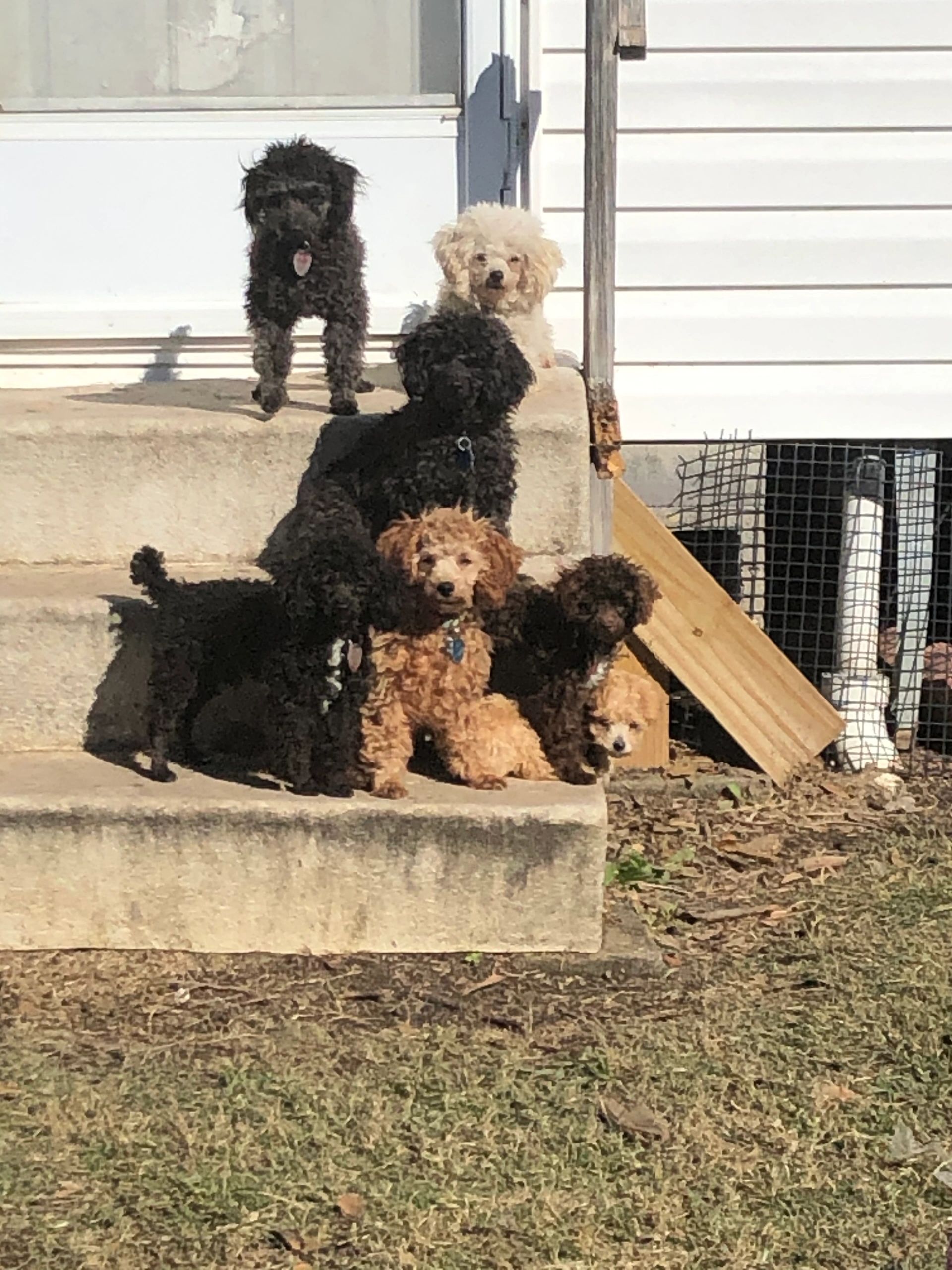 Lovell's Poodle Castle - Toy Poodle Puppies, Toy Poodles, Breeder