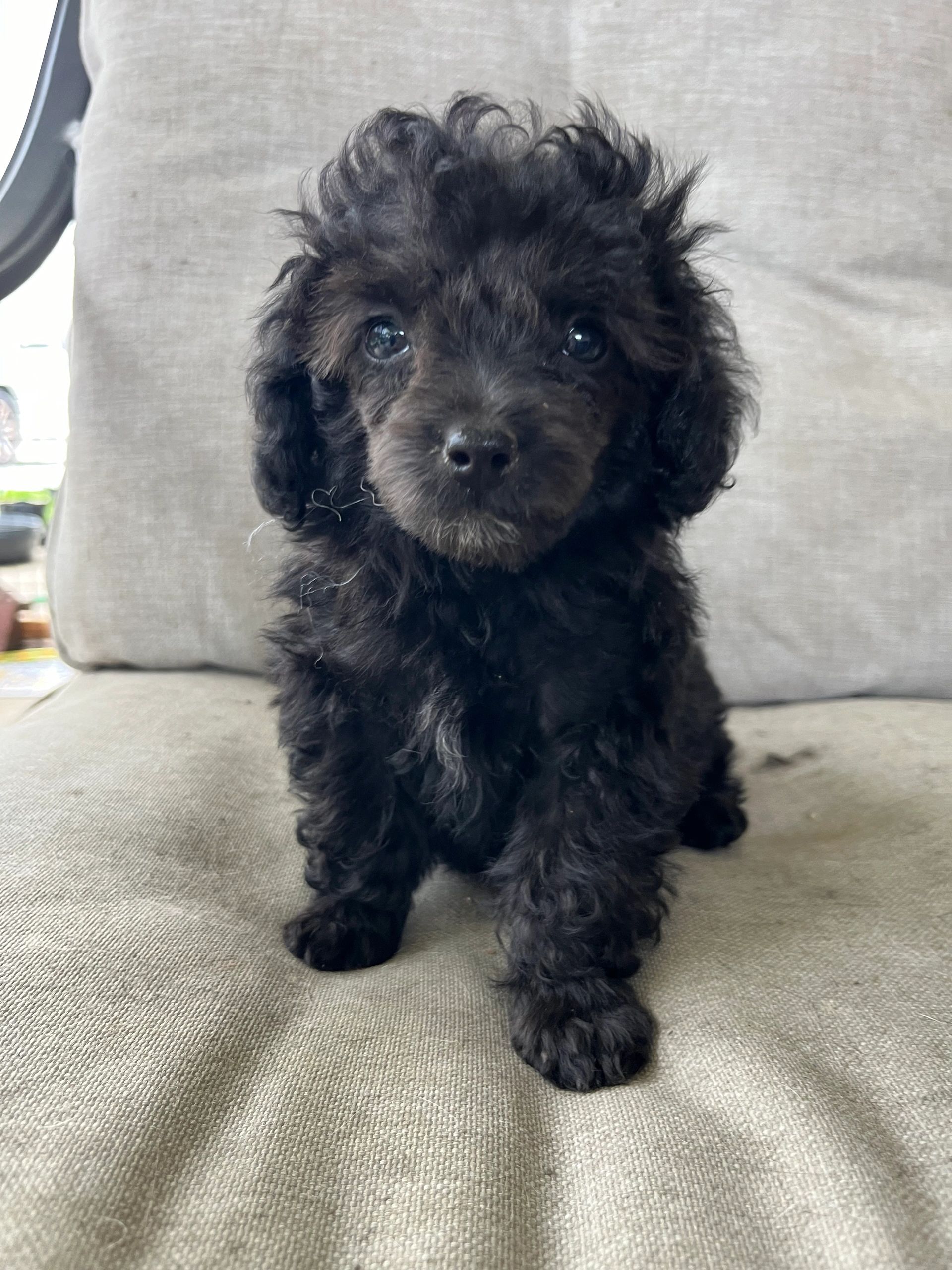 Lovells Poodle Castle - Poodle Puppies, Breeder