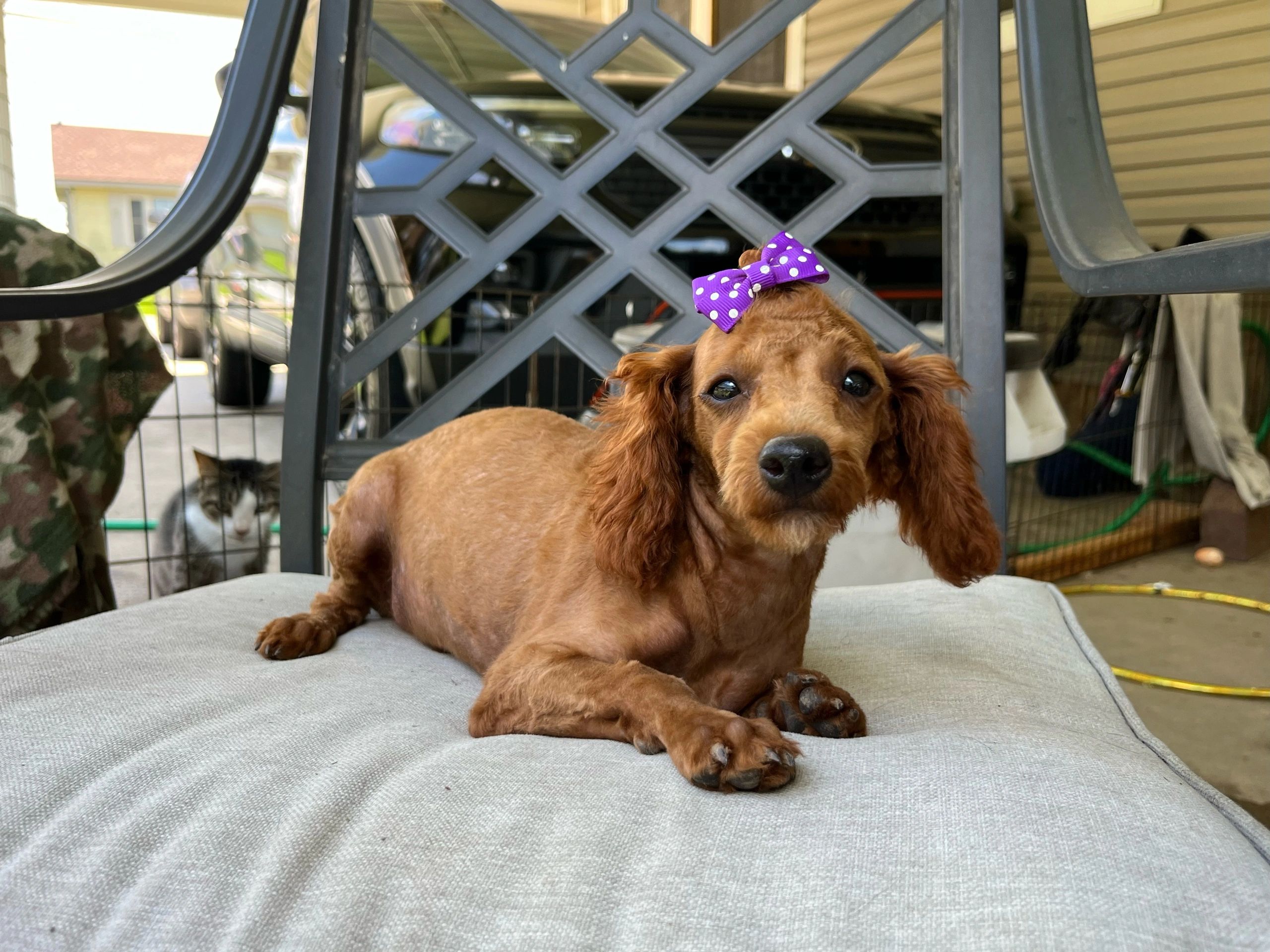 Lovells Poodle Castle - Poodle Puppies, Breeder