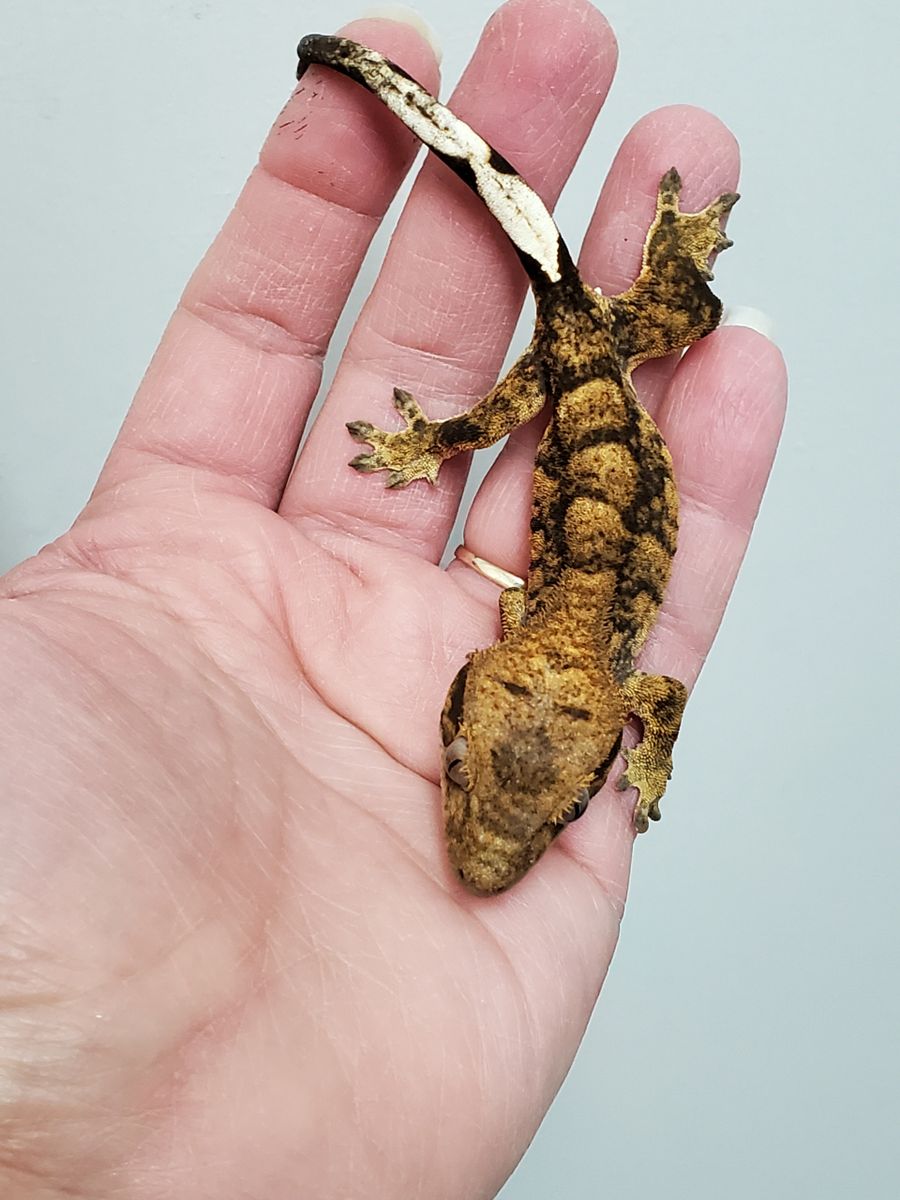 SOLD | Yellow Super Tiger Dalmation Crested Gecko / Juvenile ***SHIPPED