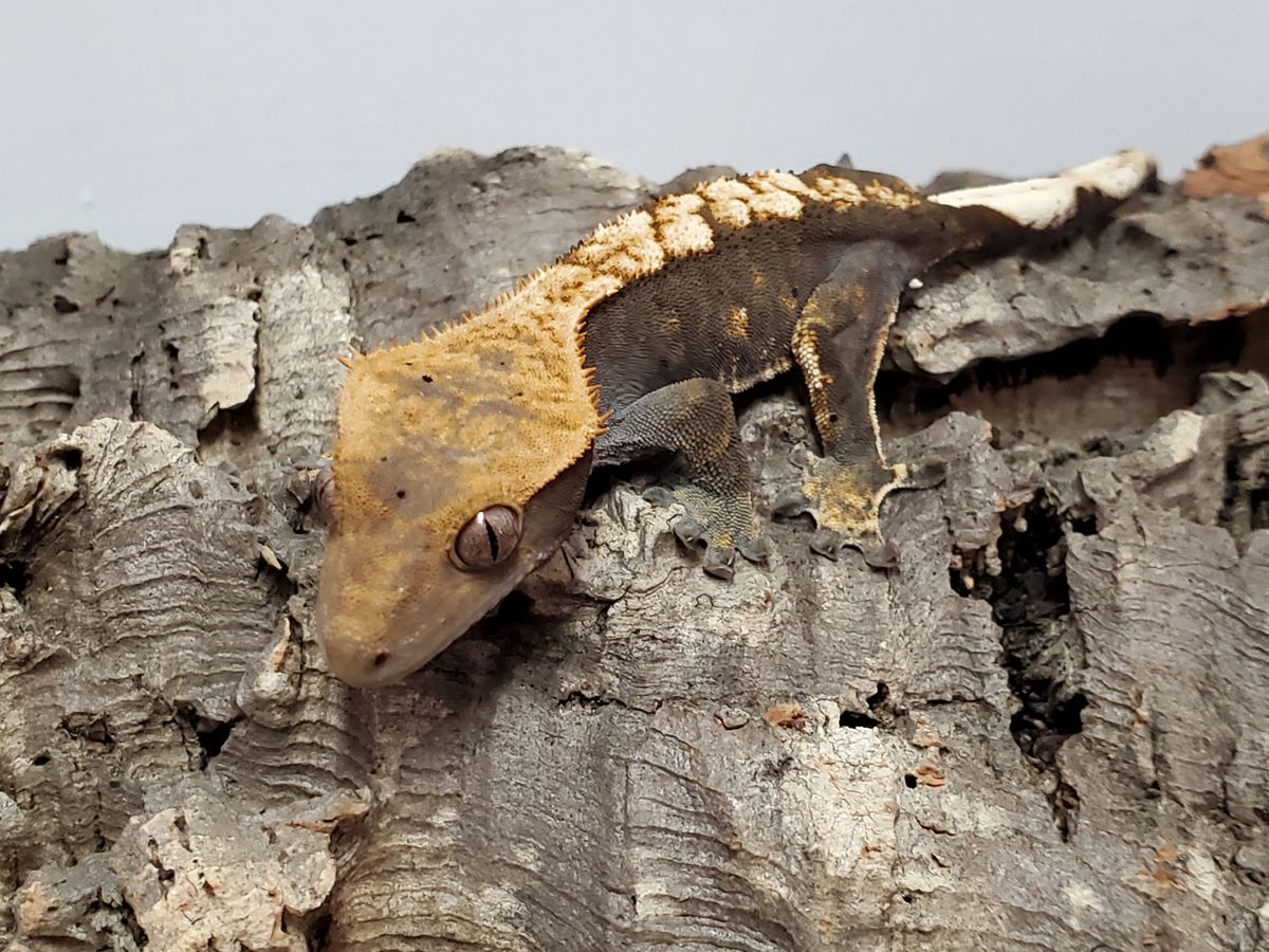 SOLD | 33-50% Pos Het Axanthic - Dark & Creme-Gold Flame / Black ...