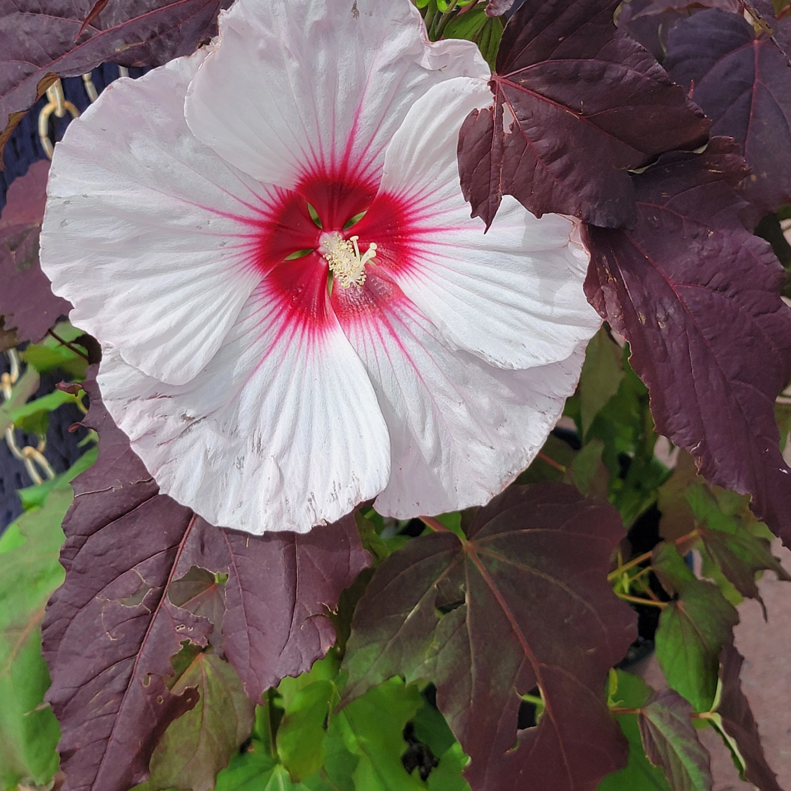 How to Plant and Care for Hardy Hibiscus
