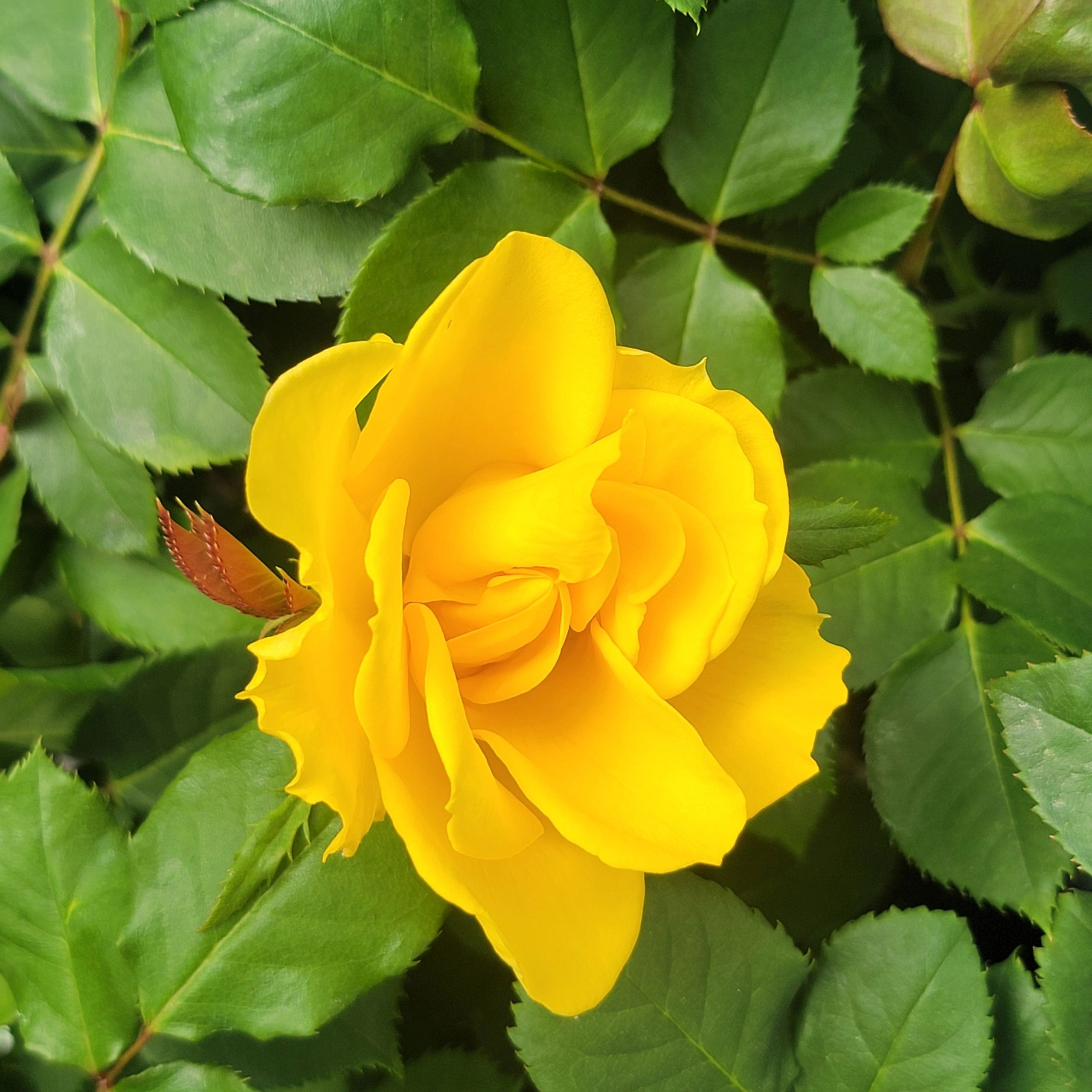 A Guide to Growing Roses in Colorado