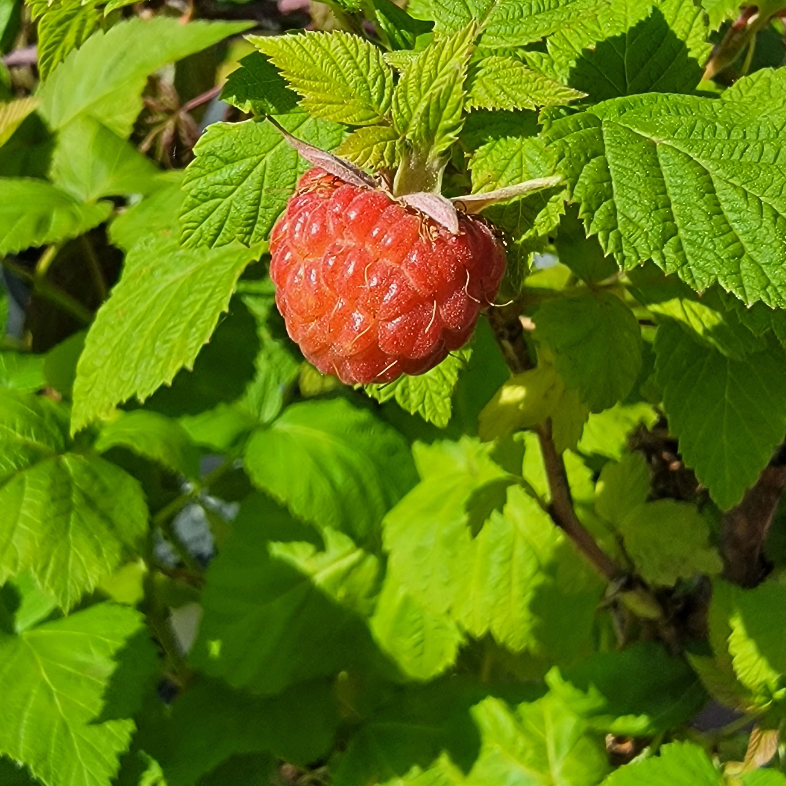 How to Plant and Grow Raspberries