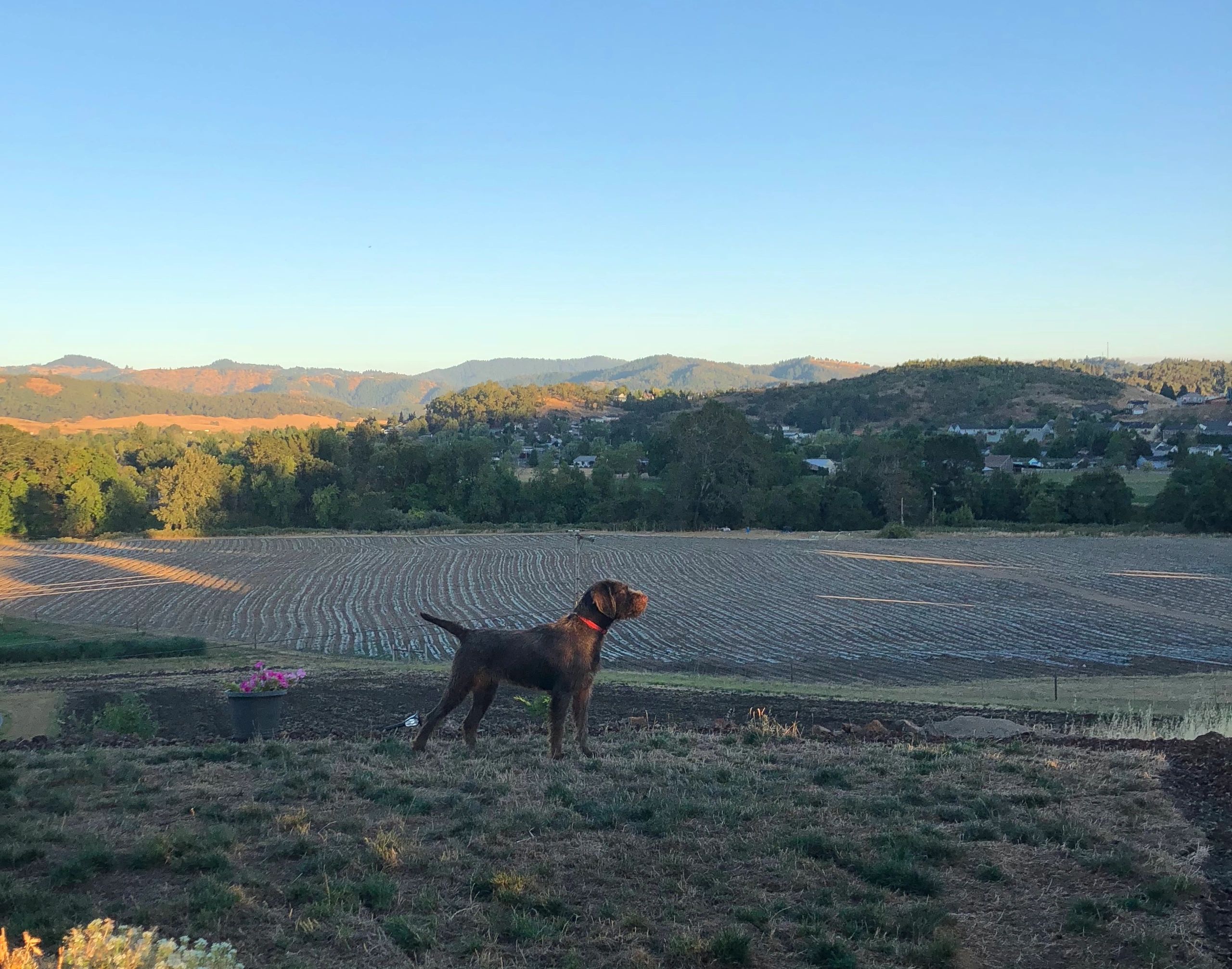 Happy Valley Gun Dogs