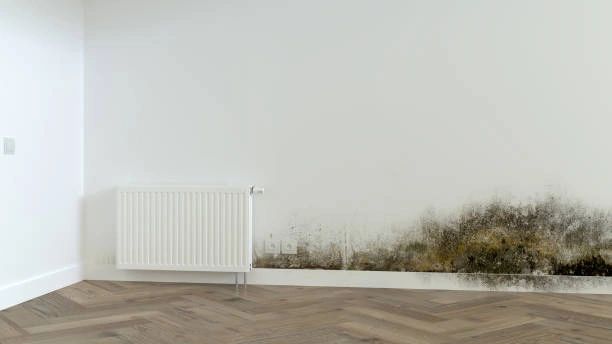 The Mould Men - Mould Removal, Mould Treatment Services, Mould Cleaner