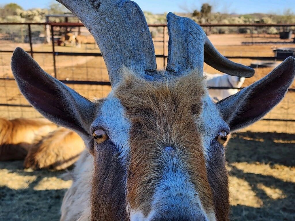 Toggenburg Goats of Arizona