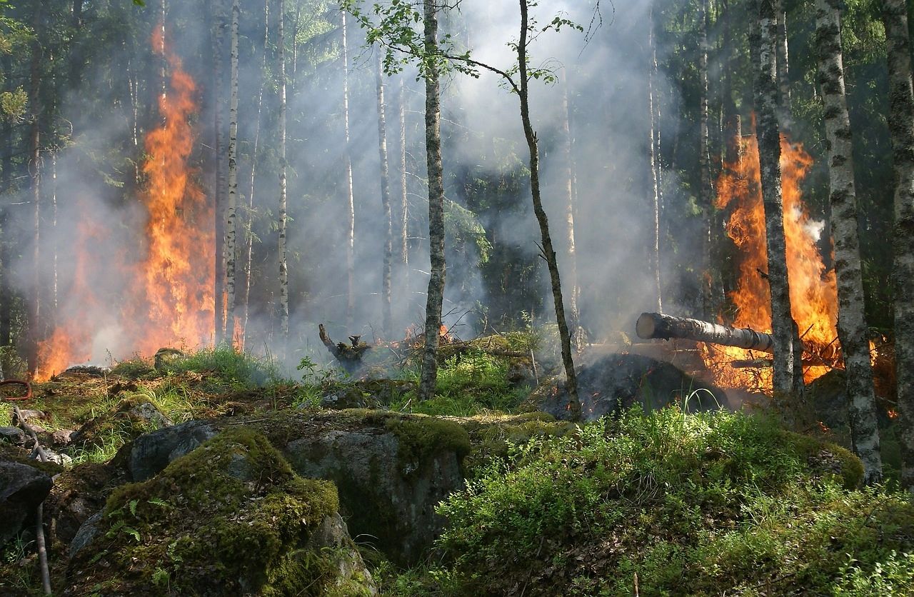 Creating Defensible Space on Your Prescott Property