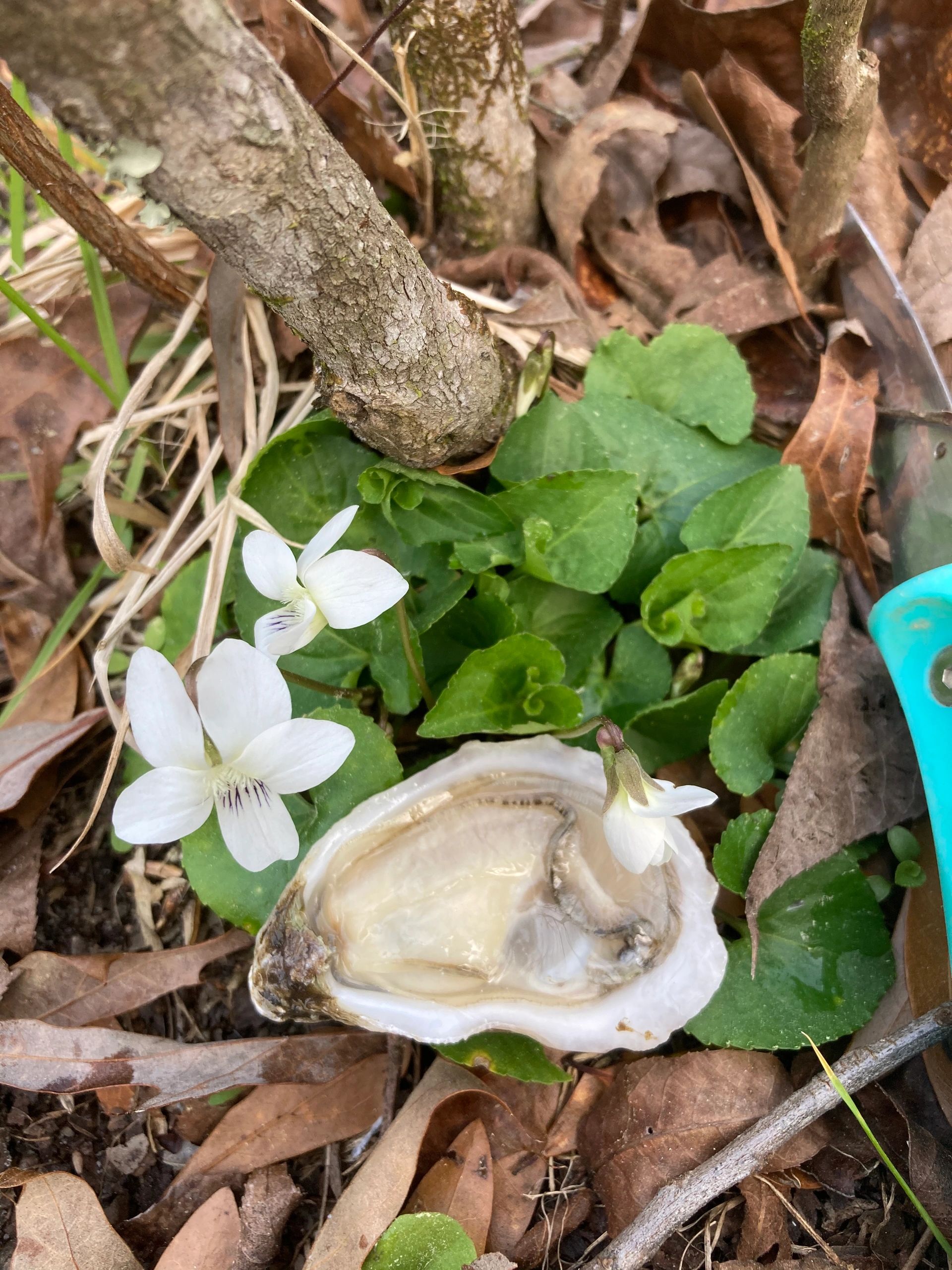 Skipper Sweets Oysters - Skipper Sweets, Oysters, Sustainable Seafood
