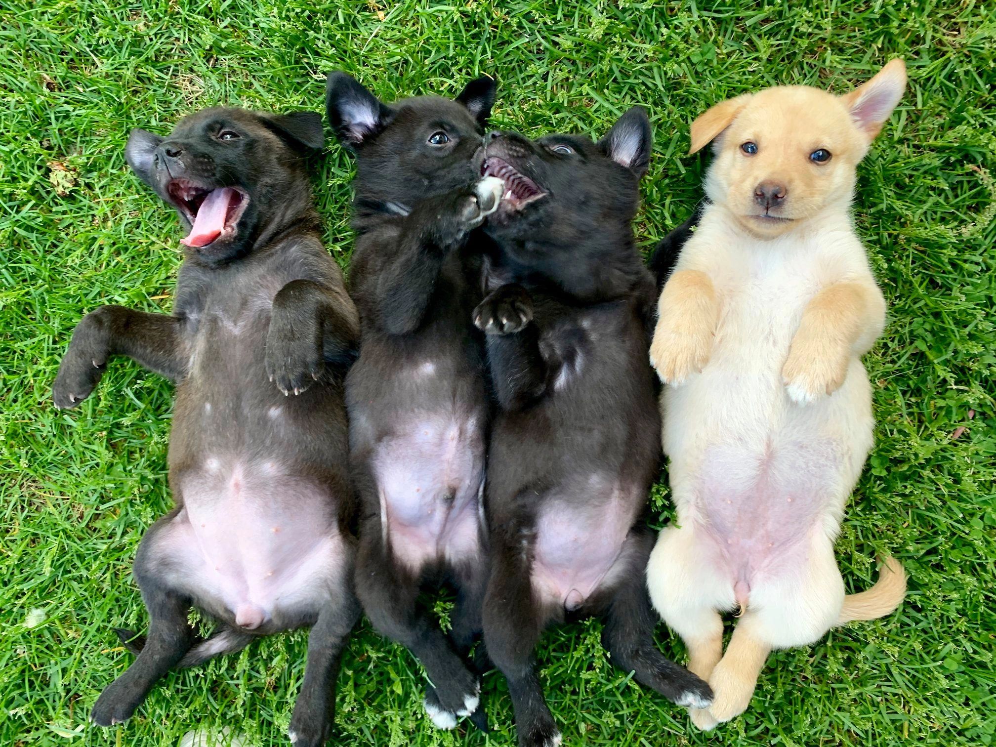 Adoption Fees