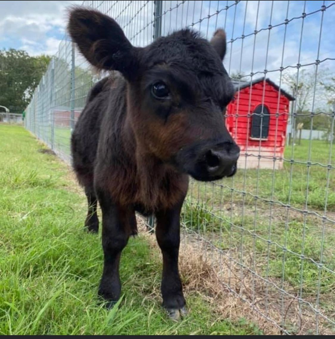 Lucky Cow Ranch & Rescue