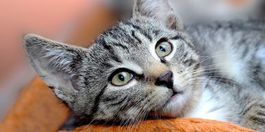 Sacramento Cat Hospital - Veterinarian, Animal Hospital