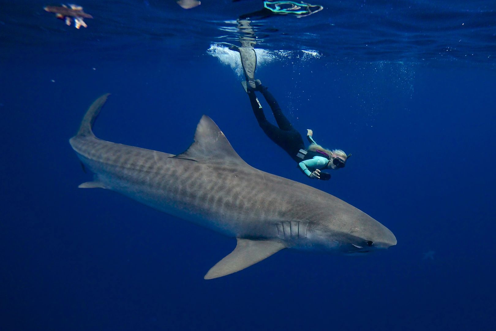 Safety 1st - How Responsible Shark Diving Protects You & Sharks