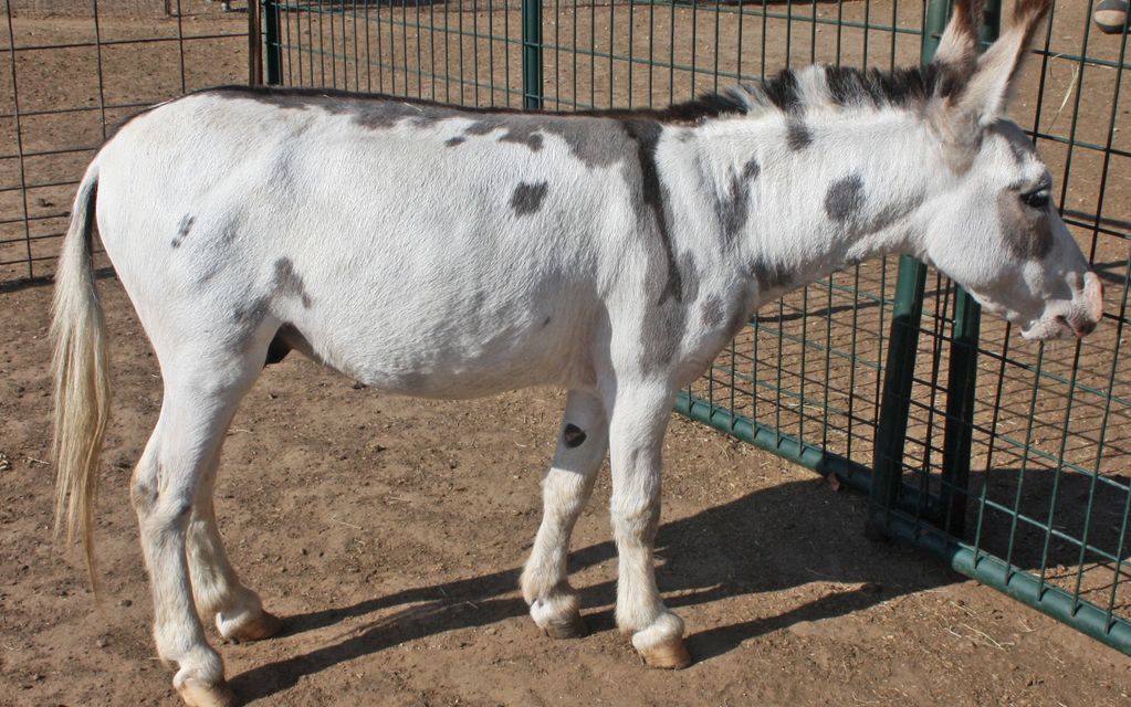 Miniature Donkeys