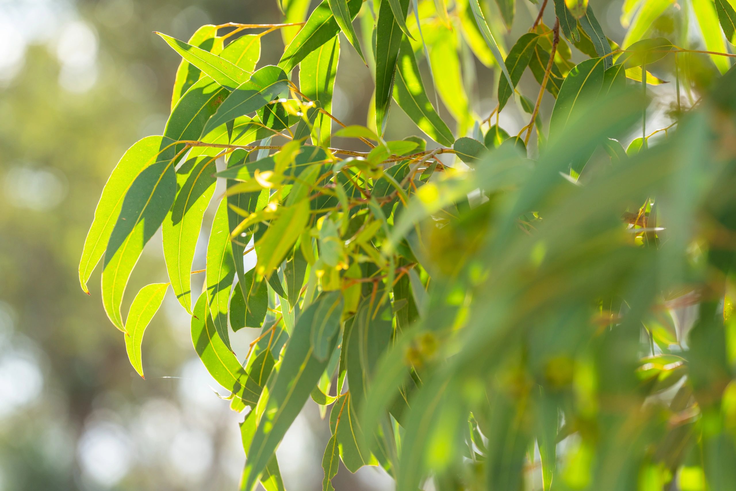 Discover Vacant Block at Somerset Rise Stage 3