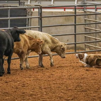 Arcadia Ranch and Working Dogs - Herding Training, All Breeds