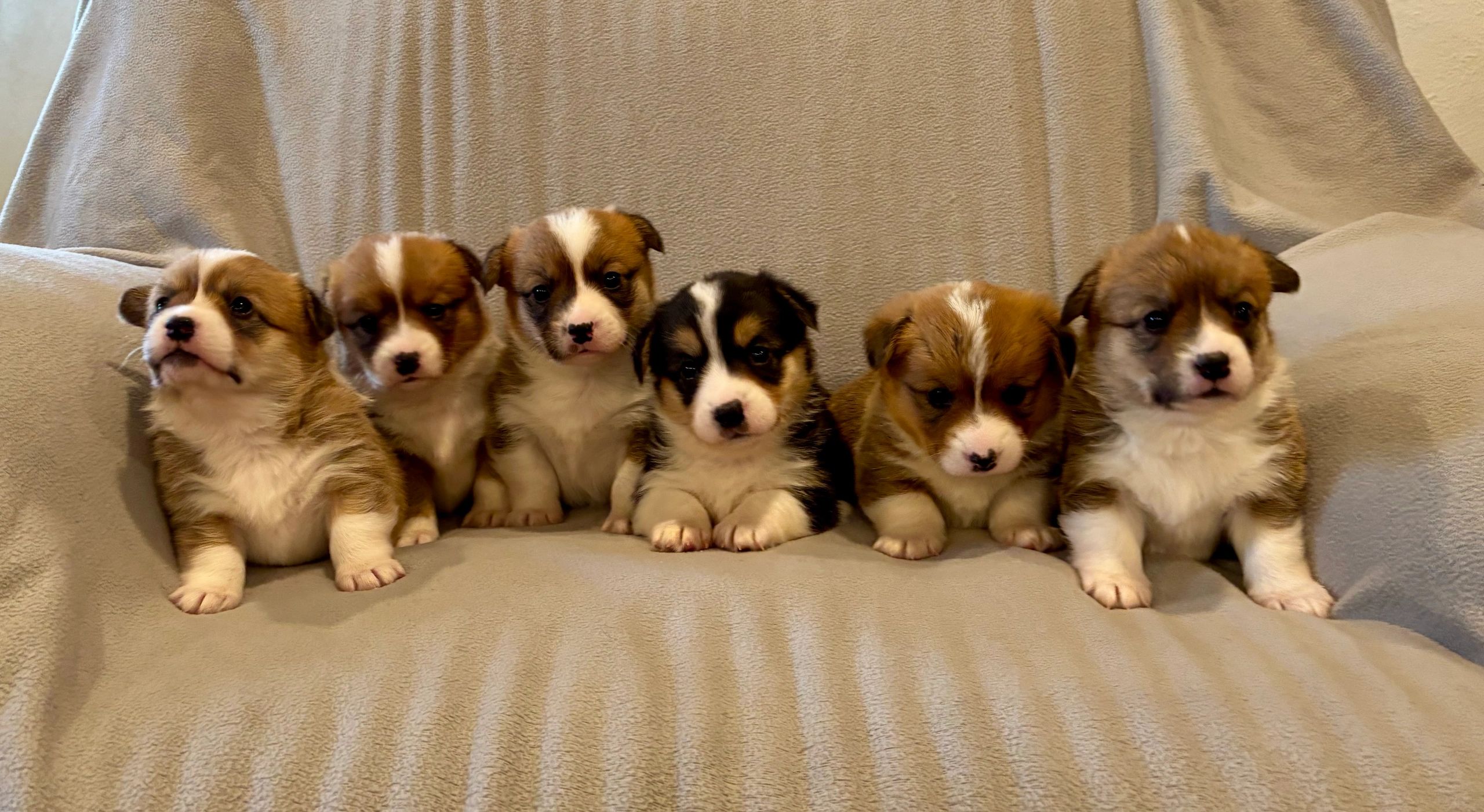 Weissway Corgis