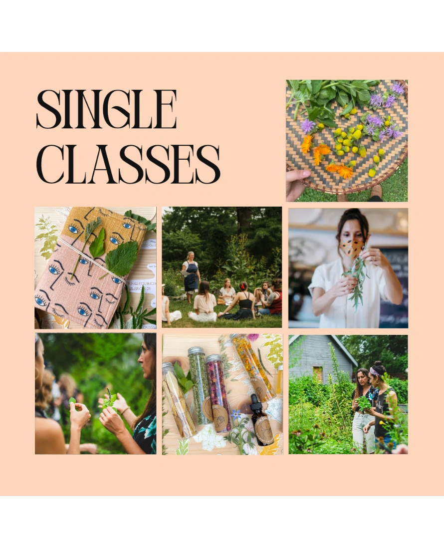 Single Classes (4 options) (Size: Elecampane Honey, Donation-Based CSA ...