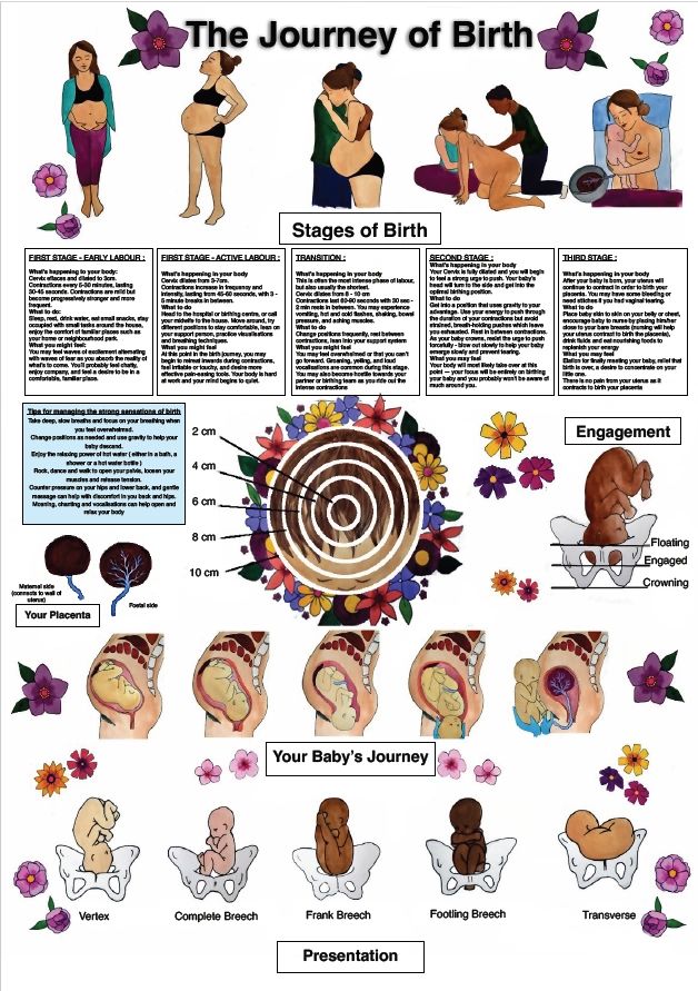 Stages of Birth Poster