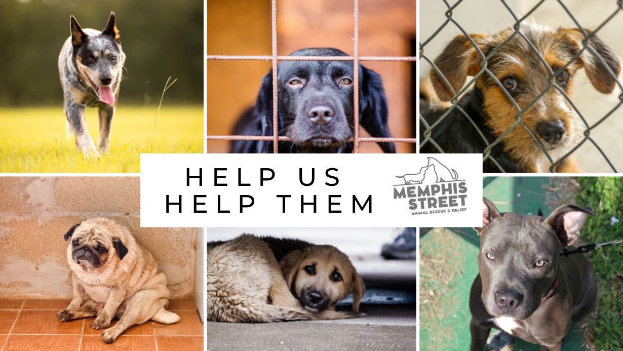 Memphis Street Animal Rescue & Relief - OKPaws