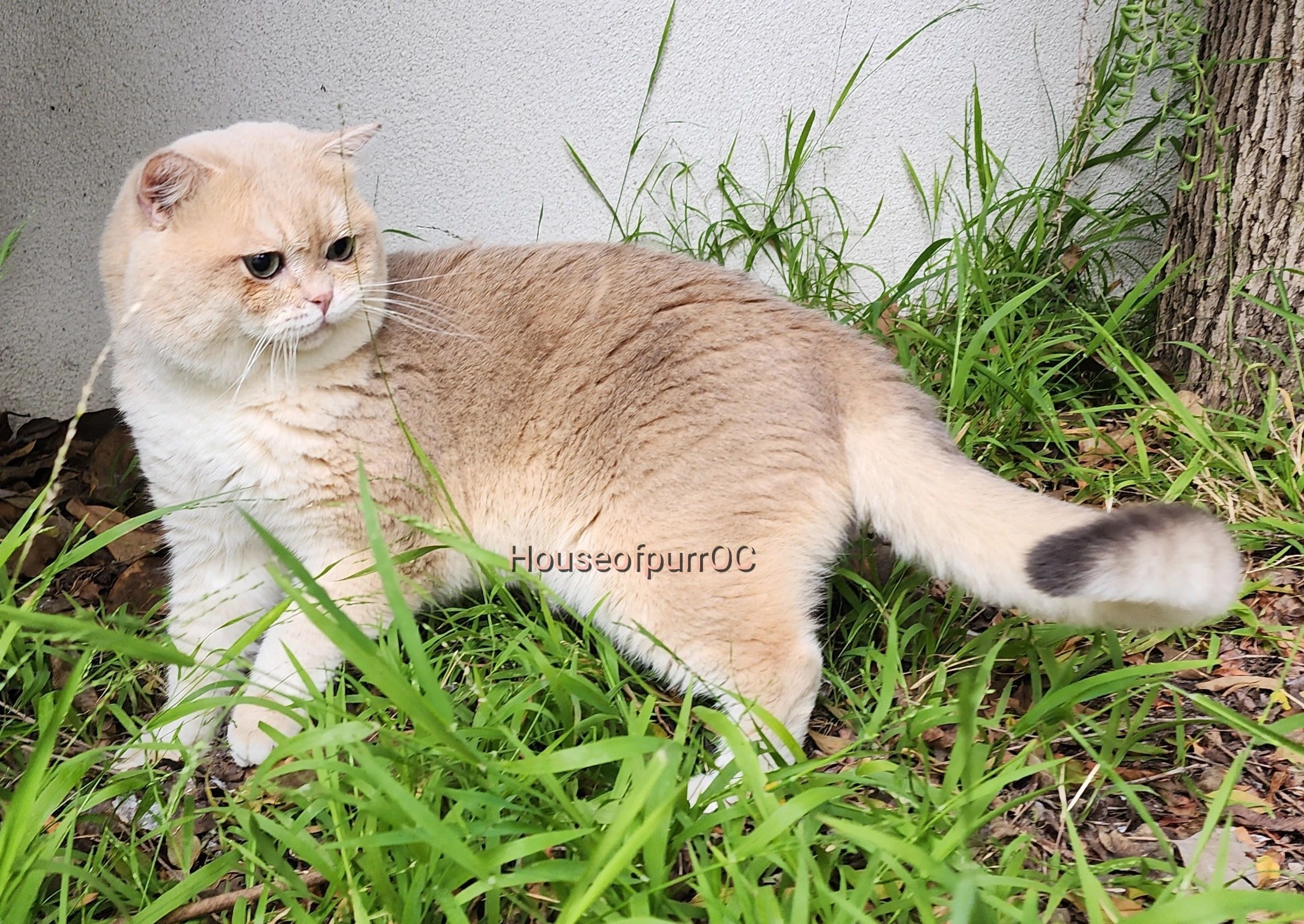 House of Purr OC - British Short Hair and Pure Bred Ragdoll Cats