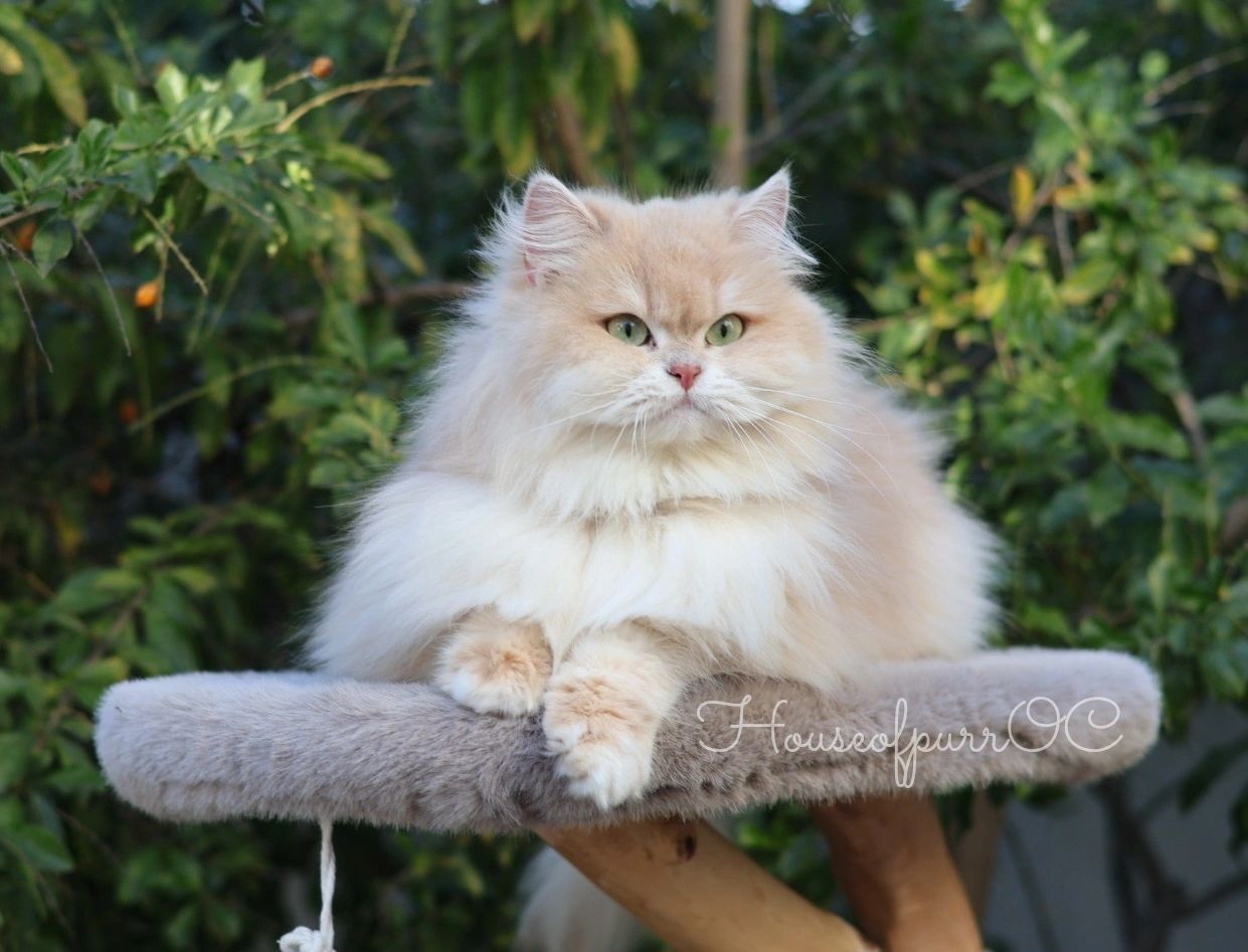 House of Purr OC - British Short Hair and Pure Bred Ragdoll Cats