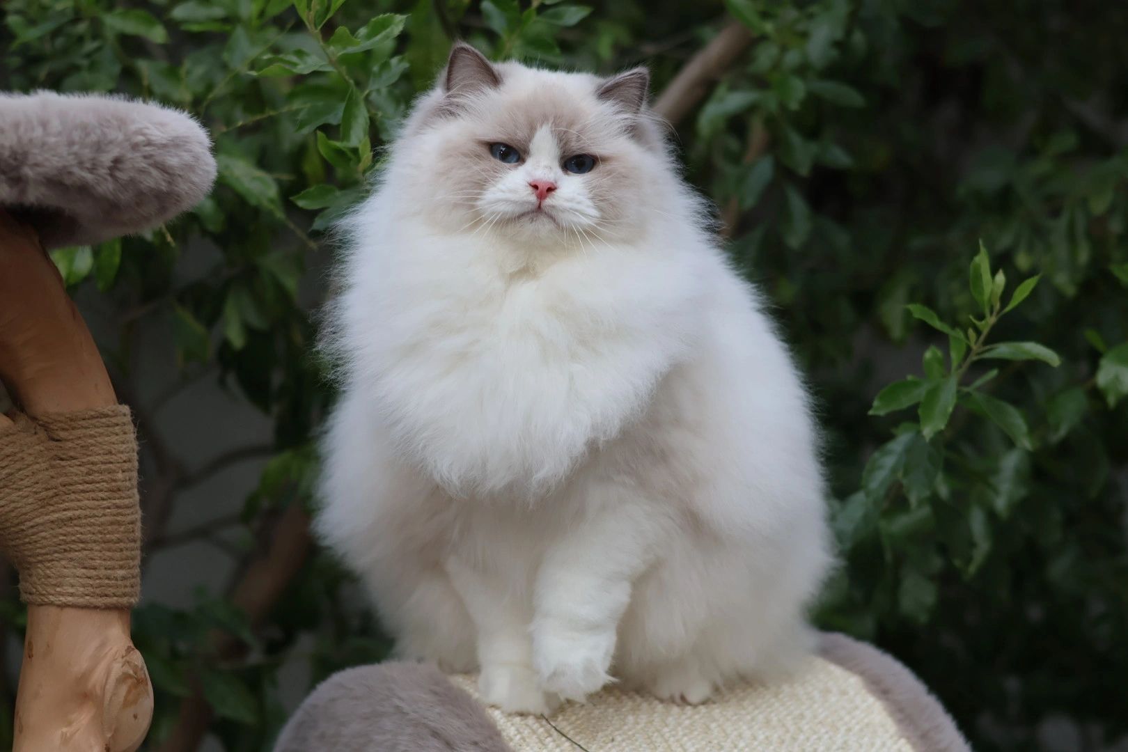 House of Purr OC - British Short Hair and Pure Bred Ragdoll Cats