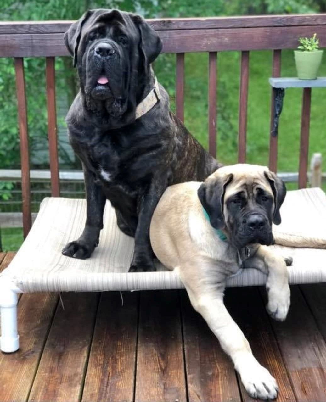Order a Mastiff-sized Raised Bed