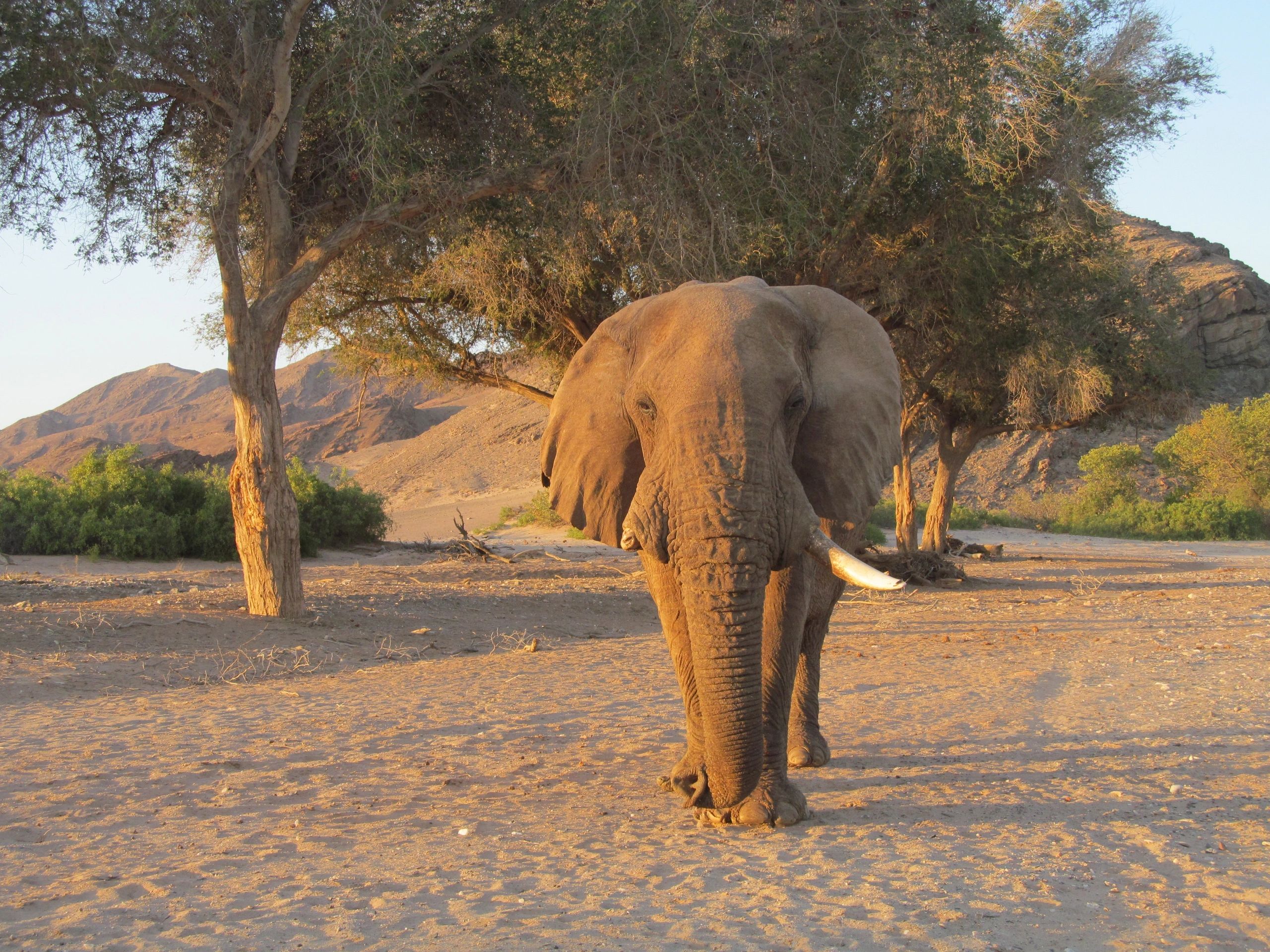 Wildlife Science International Inc. | Wildlife Science International Inc.