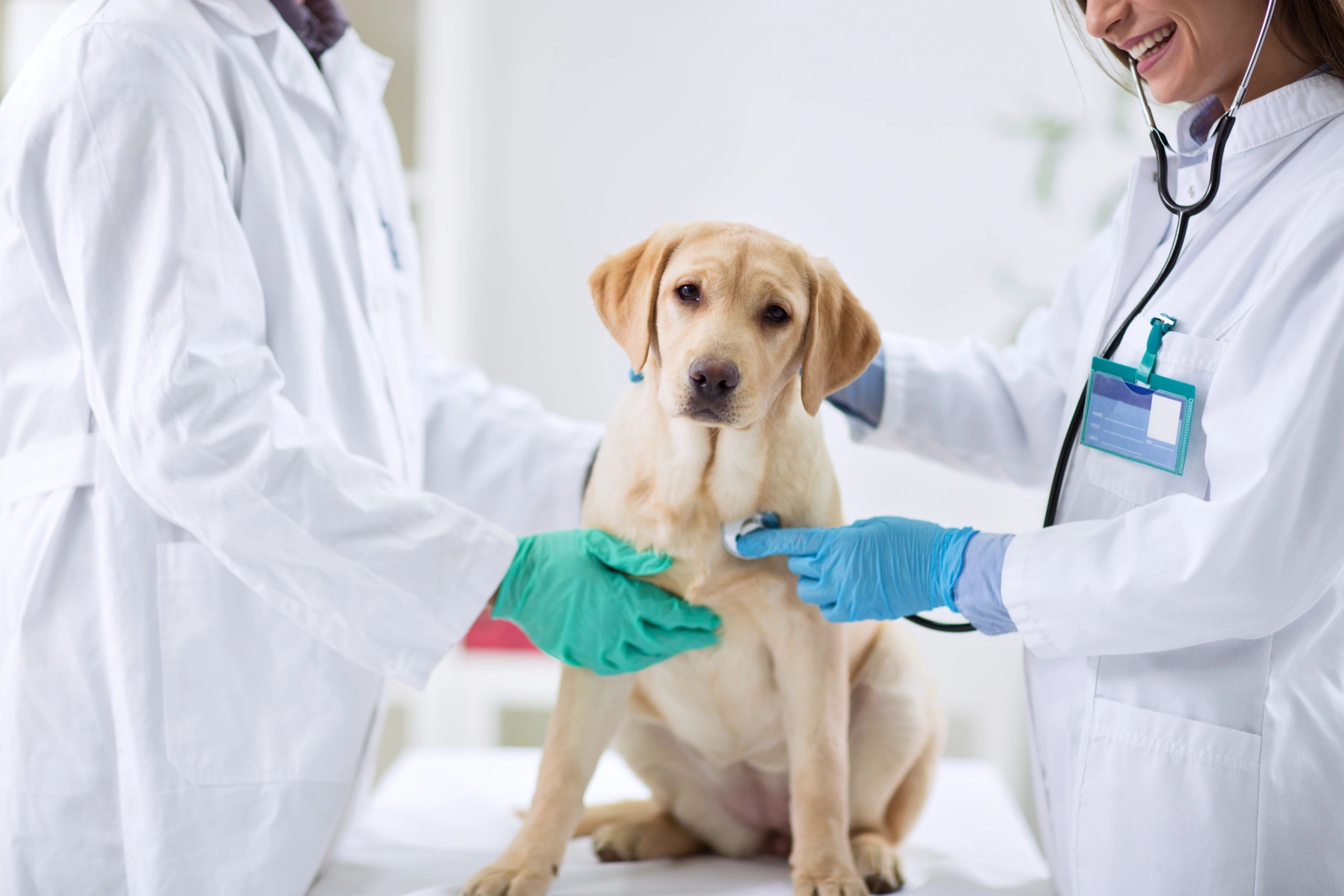 Better Understanding The New VetProtect App